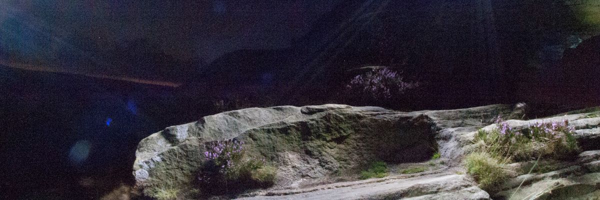 Lets keep our environment litter free